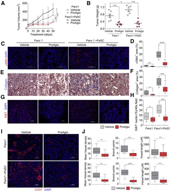 CMGH研究：ProAgio藥物可望預防乳腺癌及胰腺癌 – 生醫觀點BioMed｜關注生醫 分享觀點